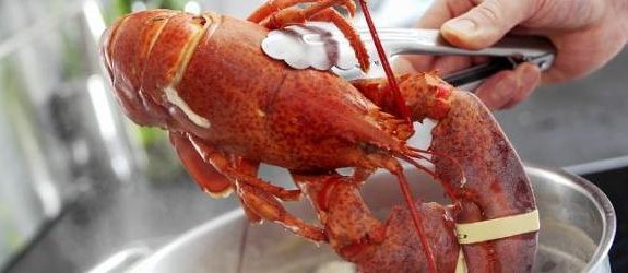 Levende og senere kogt hummer naturel – Stjerneskud opskrifter